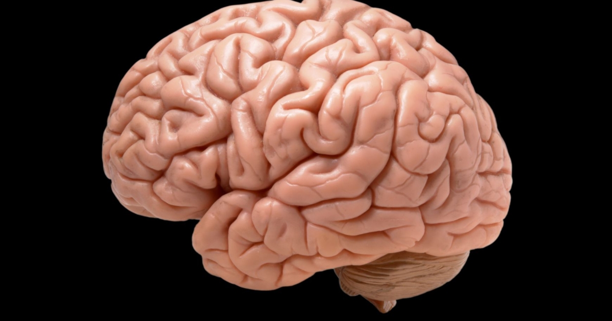 Hoe werkt het geheugen? | Alzheimer Nederland